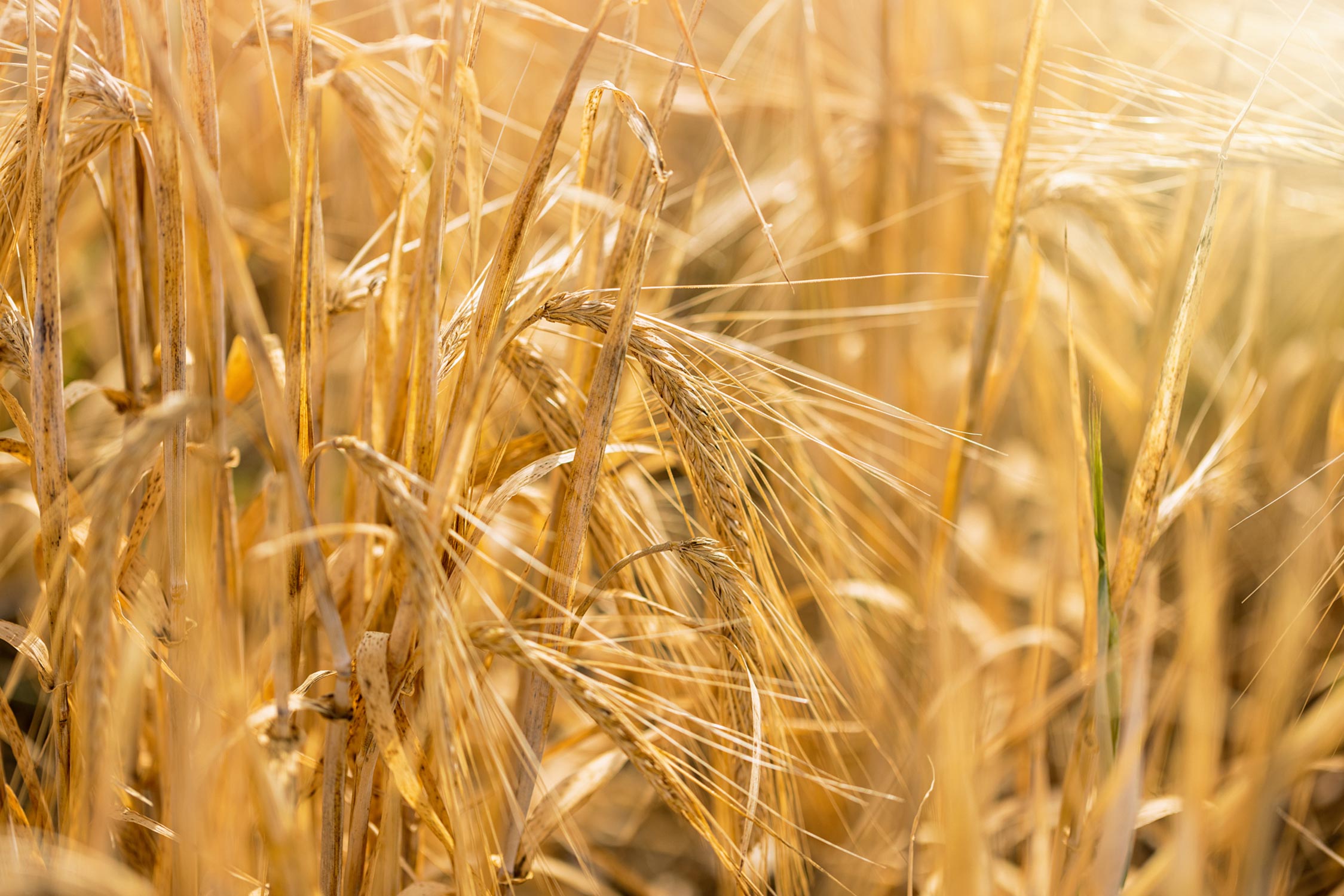 Media Gallery | Crop Science Centre