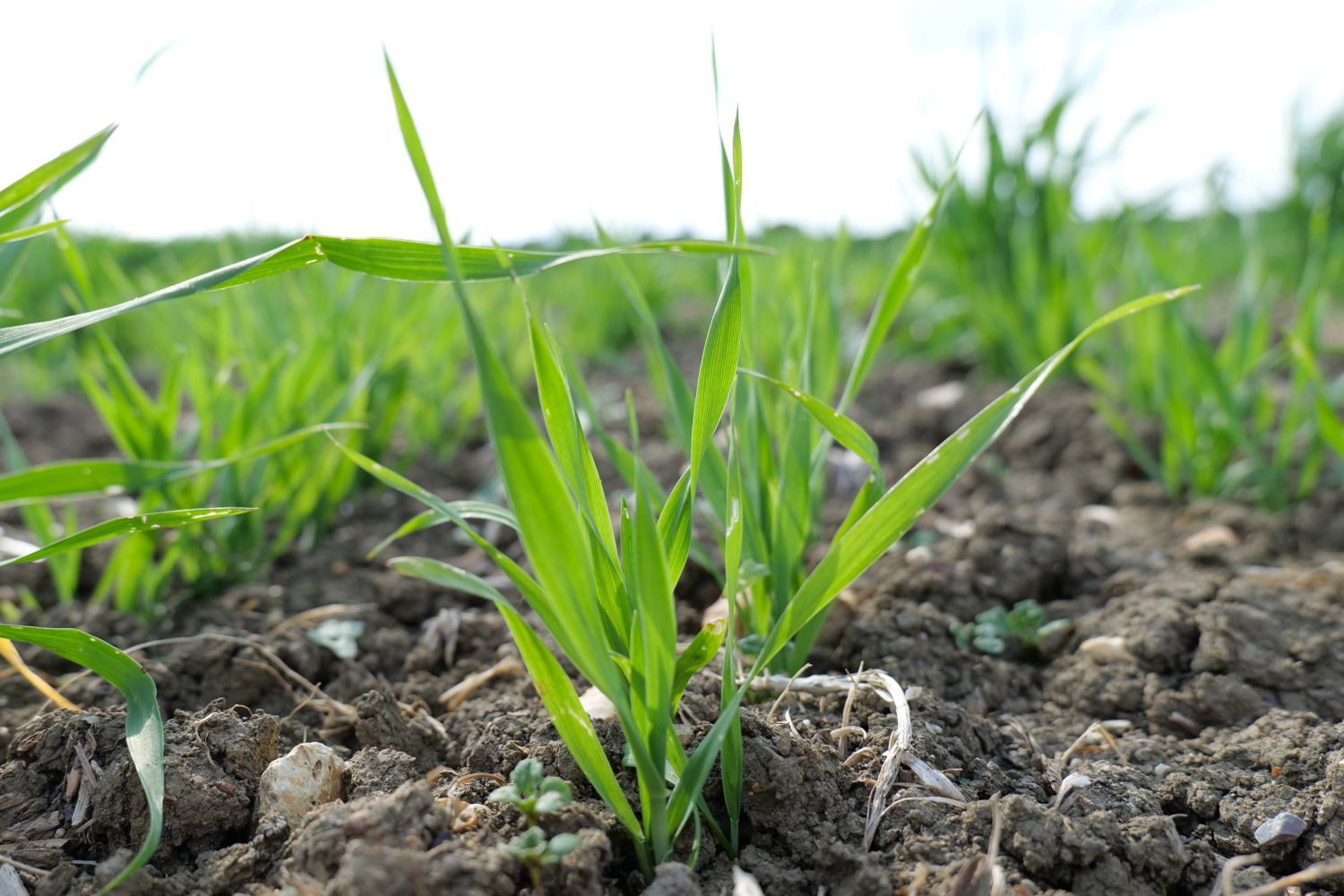 Barley orders soil bacteria to manufacture ammonia fertiliser | Crop ...