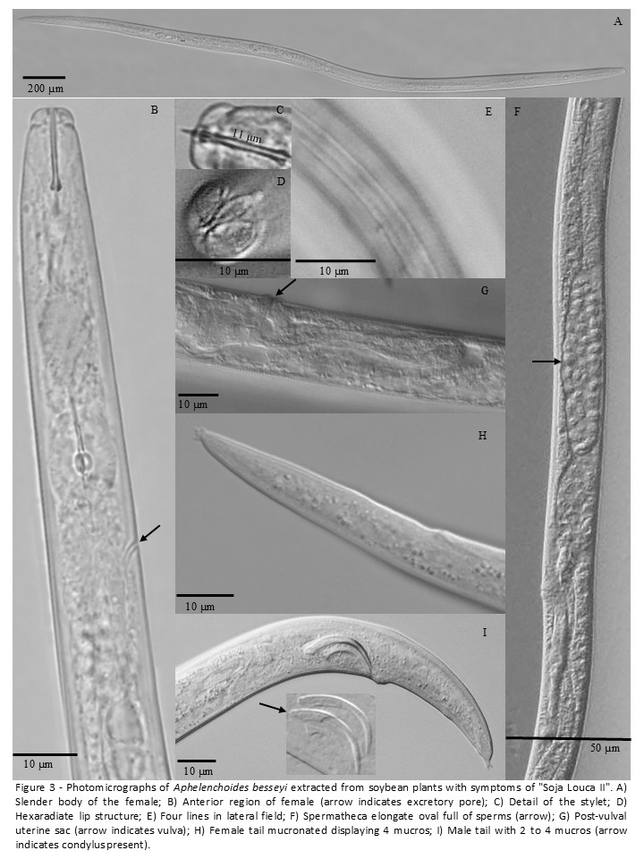 Using fungus to protect key crops in Brazil | Crop Science Centre